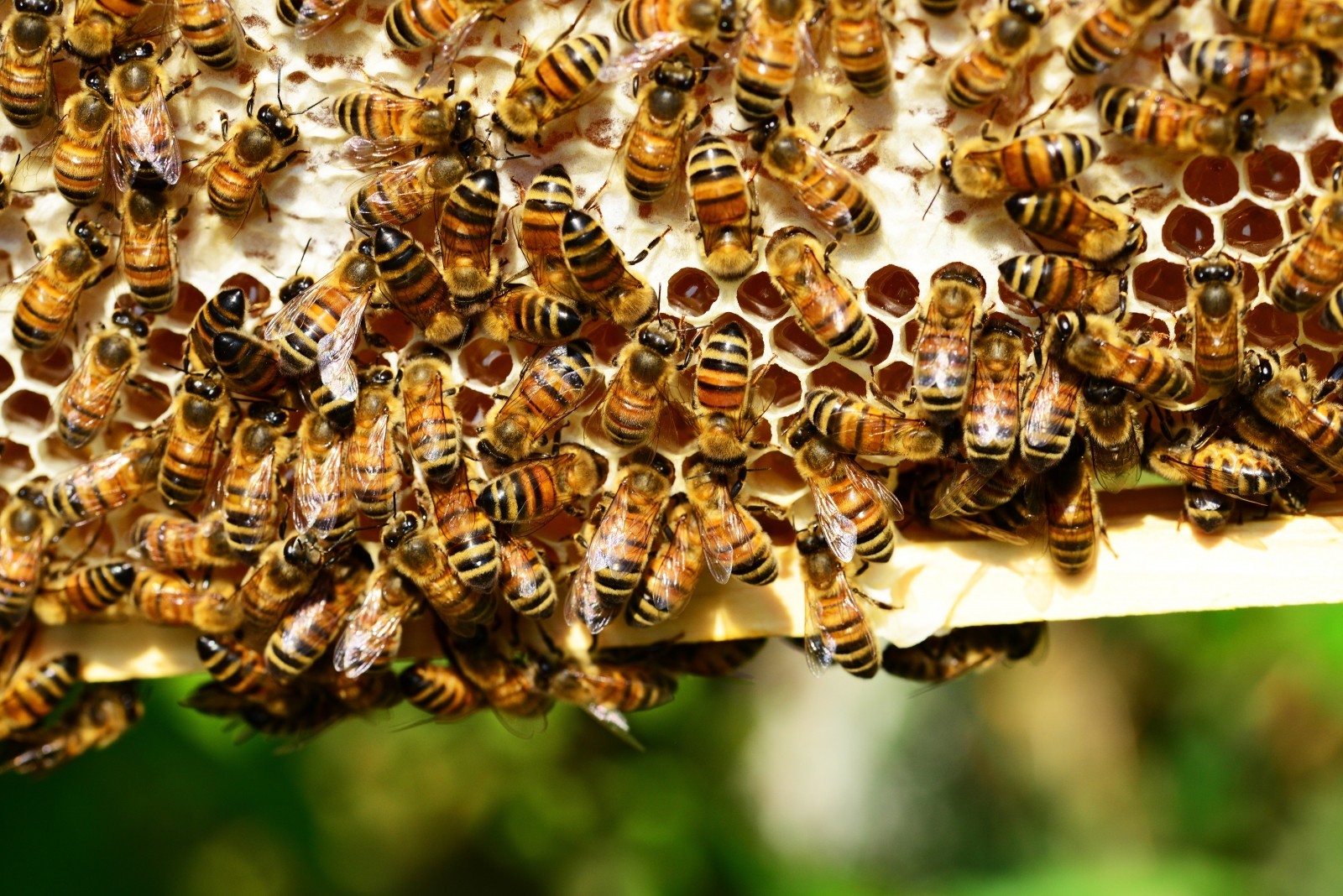 honey-bees-bees-hive-bee-hive-insects-yellow - באמפר